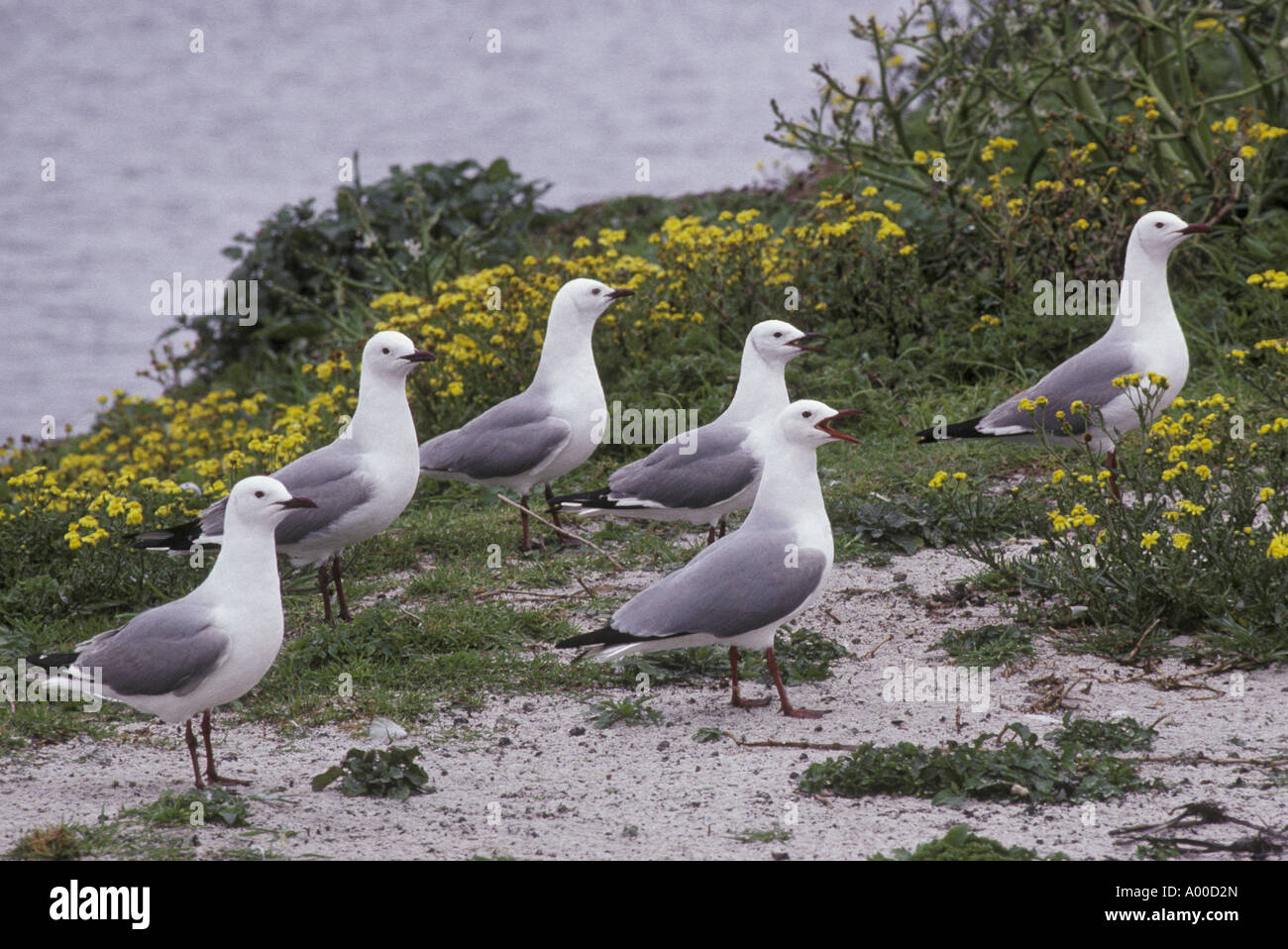 Hartlaub s gulls hi-res stock photography and images - Alamy