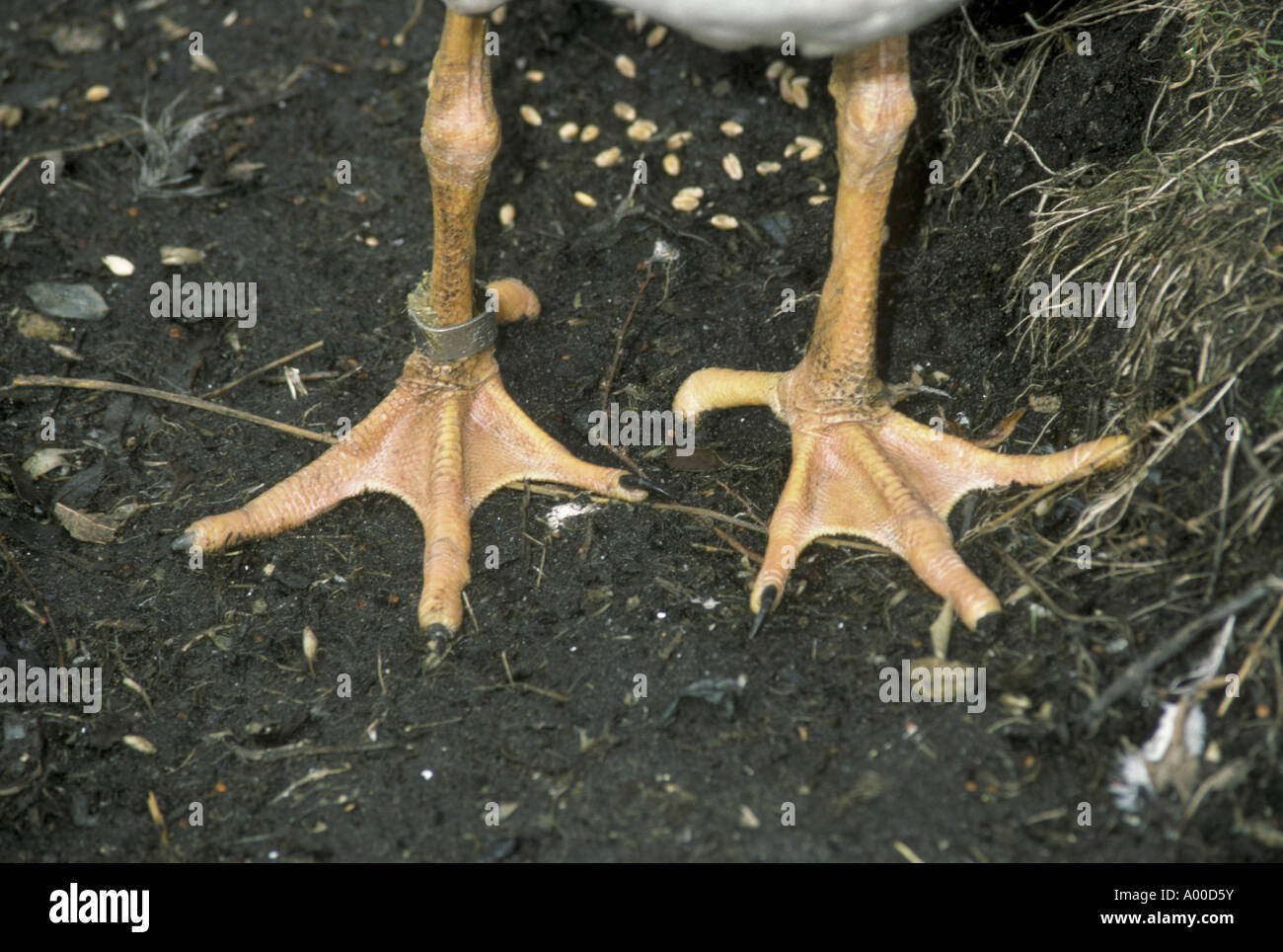 Magpie Goose Anseranas semipalmata note the partly webbed feet Stock ...