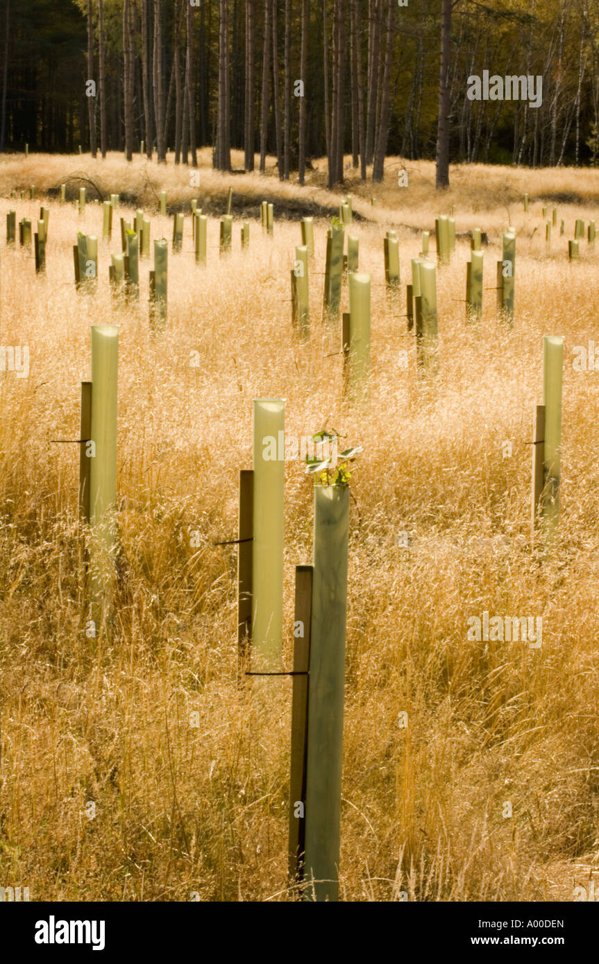 Clear fell logging and regeneration plantation, autumn, Scotland, UK ...