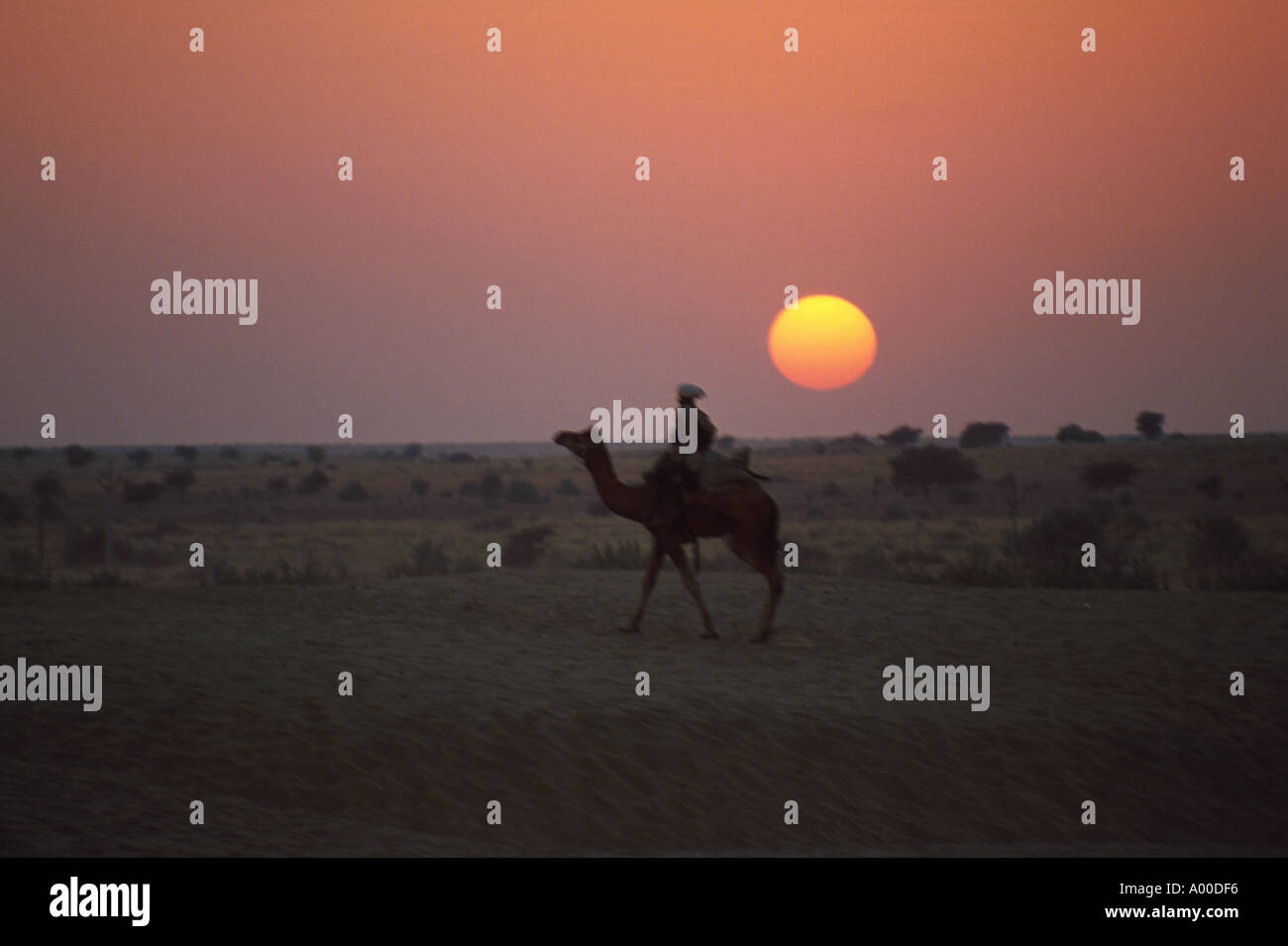 Camel Rider at Sunset, Pushkar, Thar Desert, Rajasthan, India Stock ...
