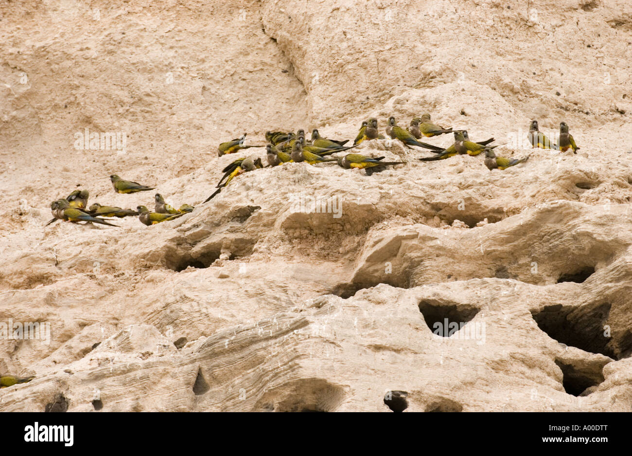Burrowing Parrot (Cyanoliseus patagonus patagonus) flock resting on the ...