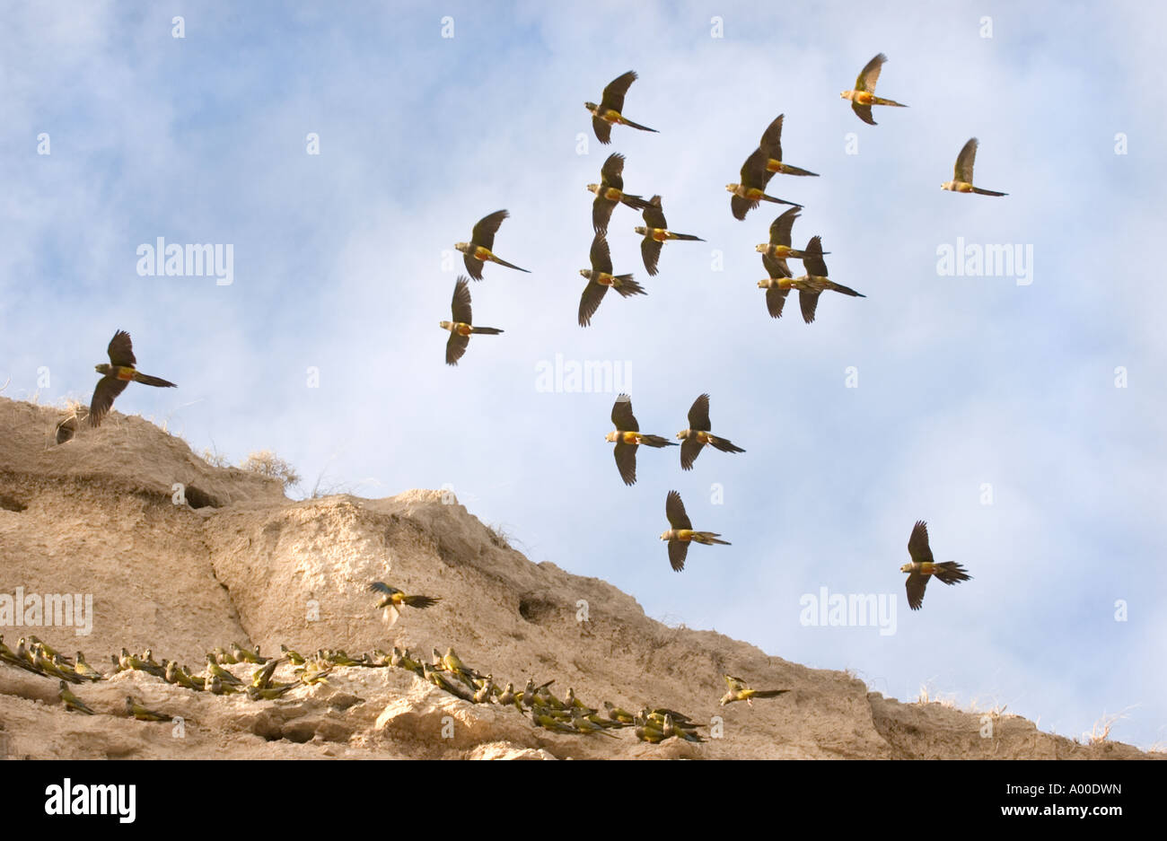 Burrowing Parrot (Cyanoliseus patagonus patagonus) flying over ...