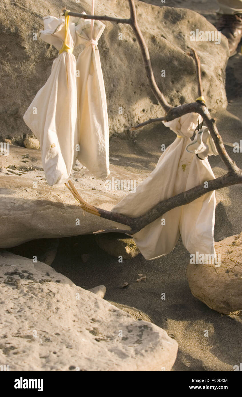 Cotton sacks with burrowing parrots (Cyanoliseus p. patagonus ...