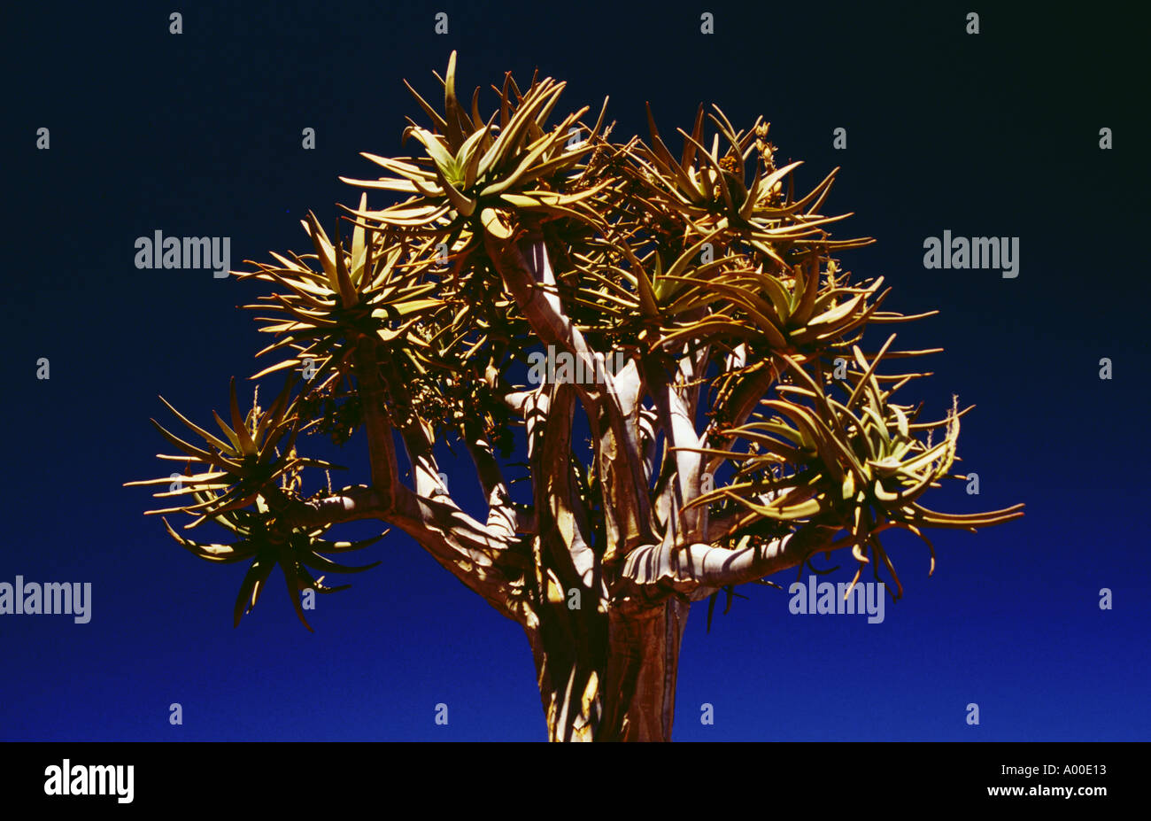 Endemic tree of Namibia and South Afrika quivertree aloe dichotoma ...