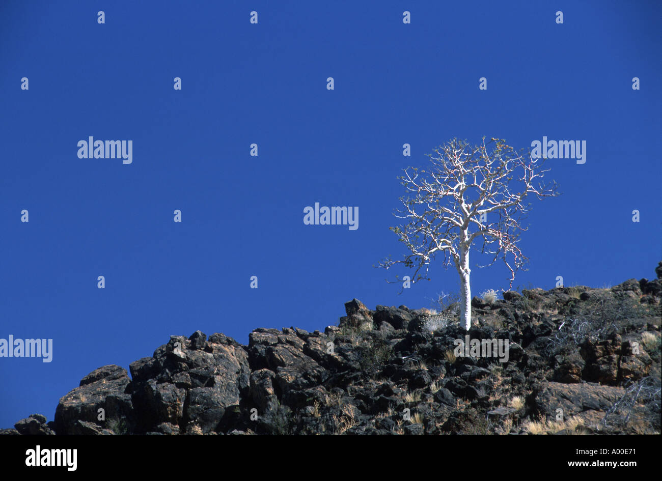 Black desert tree hi-res stock photography and images - Alamy