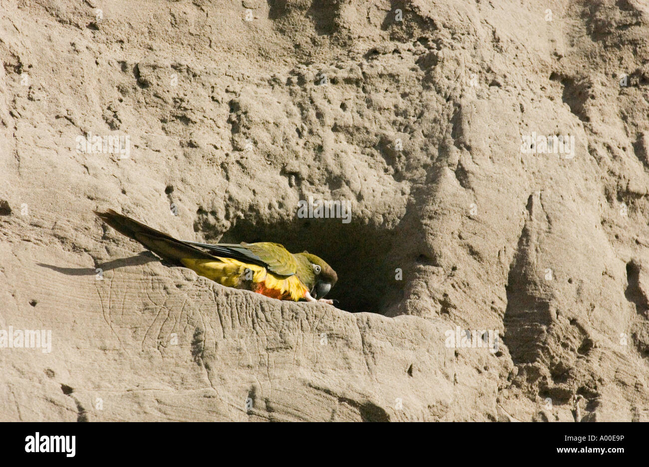 Burrowing Parrot, Cyanoliseus p. patagonus perched on cliff ledge ...