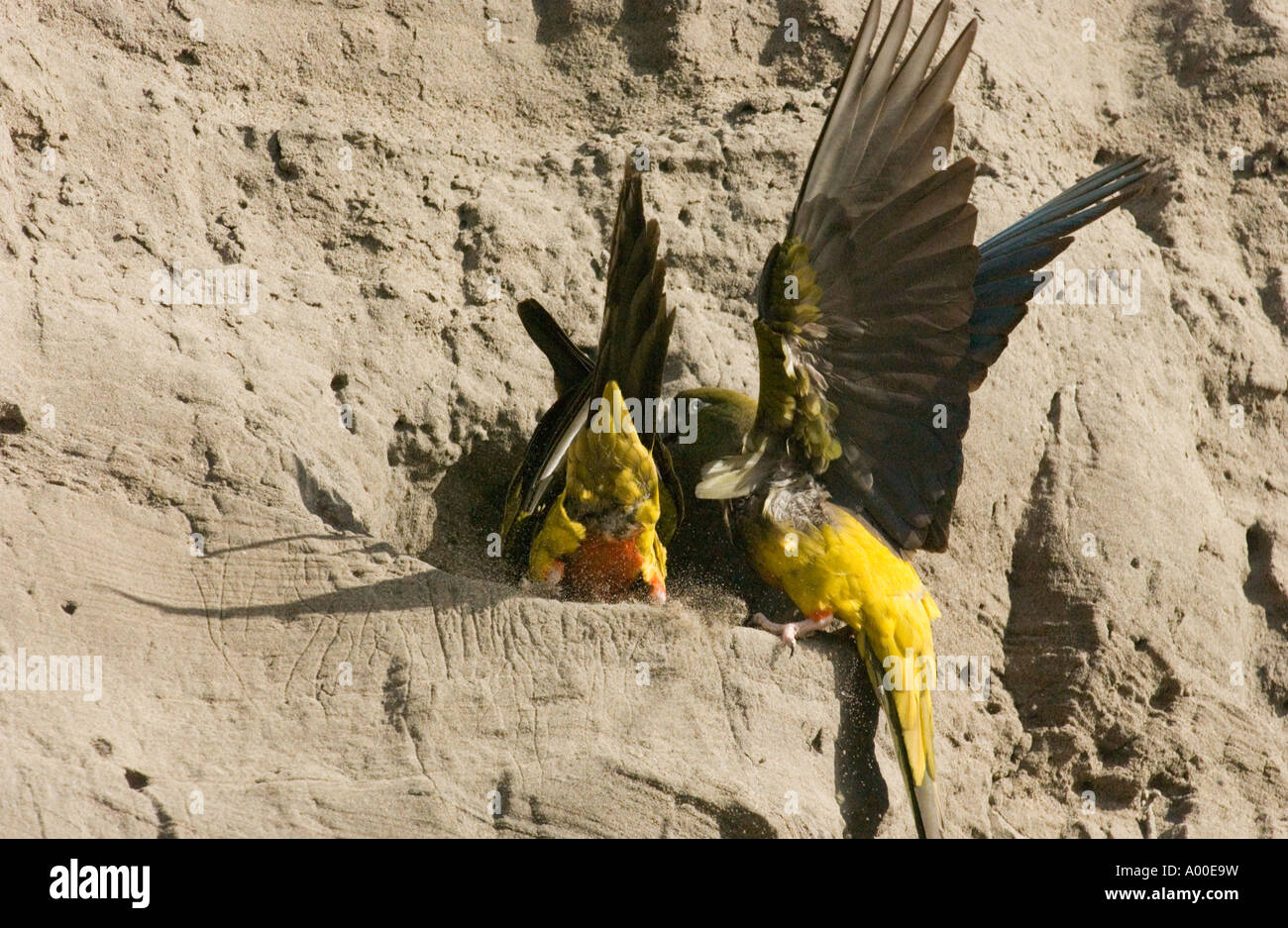Burrowing parrots (Cyanoliseus patagonus patagonus) kicking out sand ...