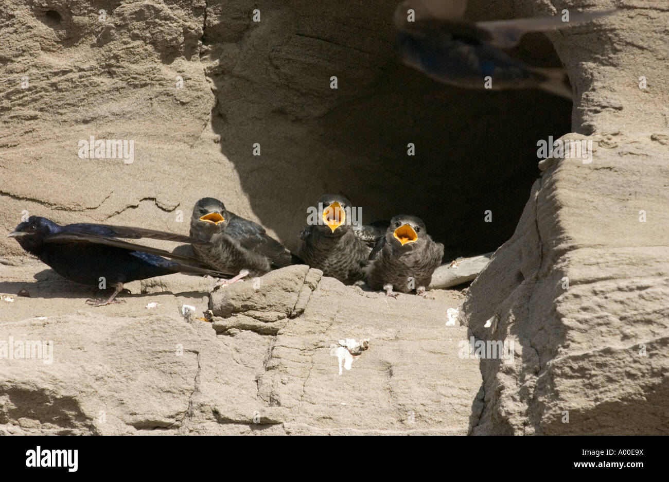 Southern martin (Progne elegans) with young at the burrow entrance ...