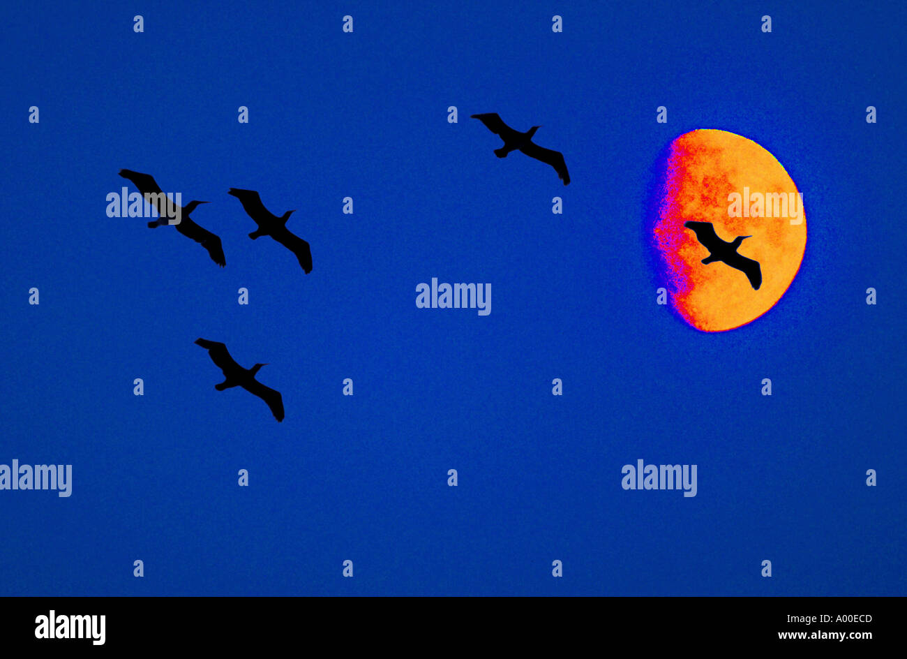 migration of birds at night moon Stock Photo - Alamy
