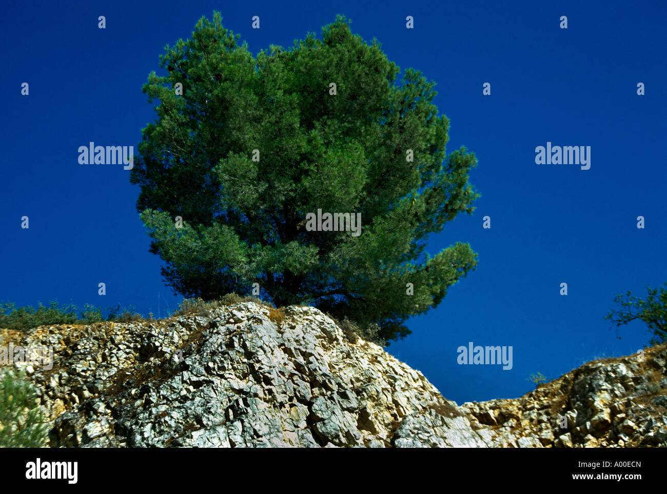 Provence France Pine Tree Stock Photo - Alamy