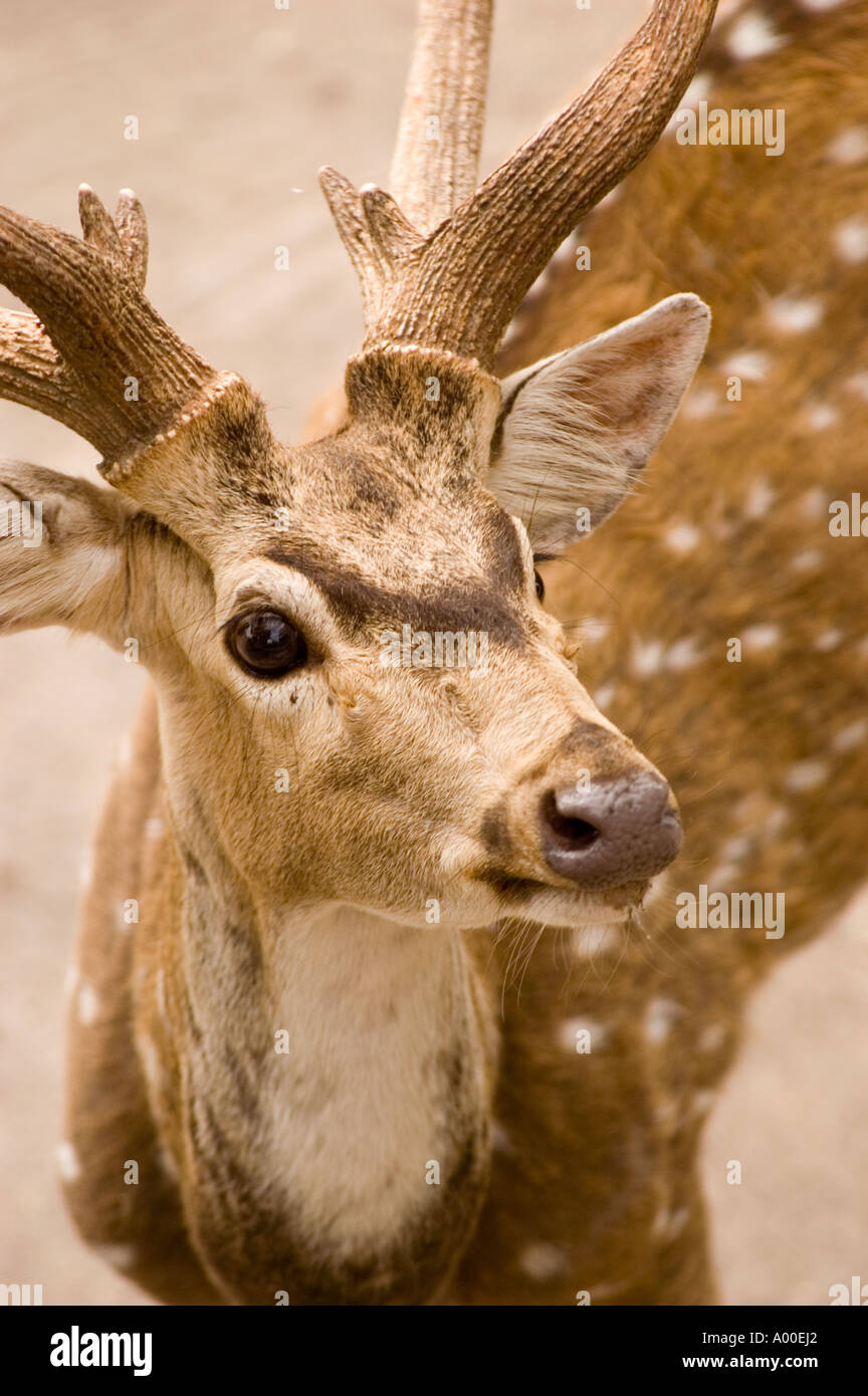 Male Spotted Deer Chital Axis Axis at Deer Park in Sarnath, Varanasi ...