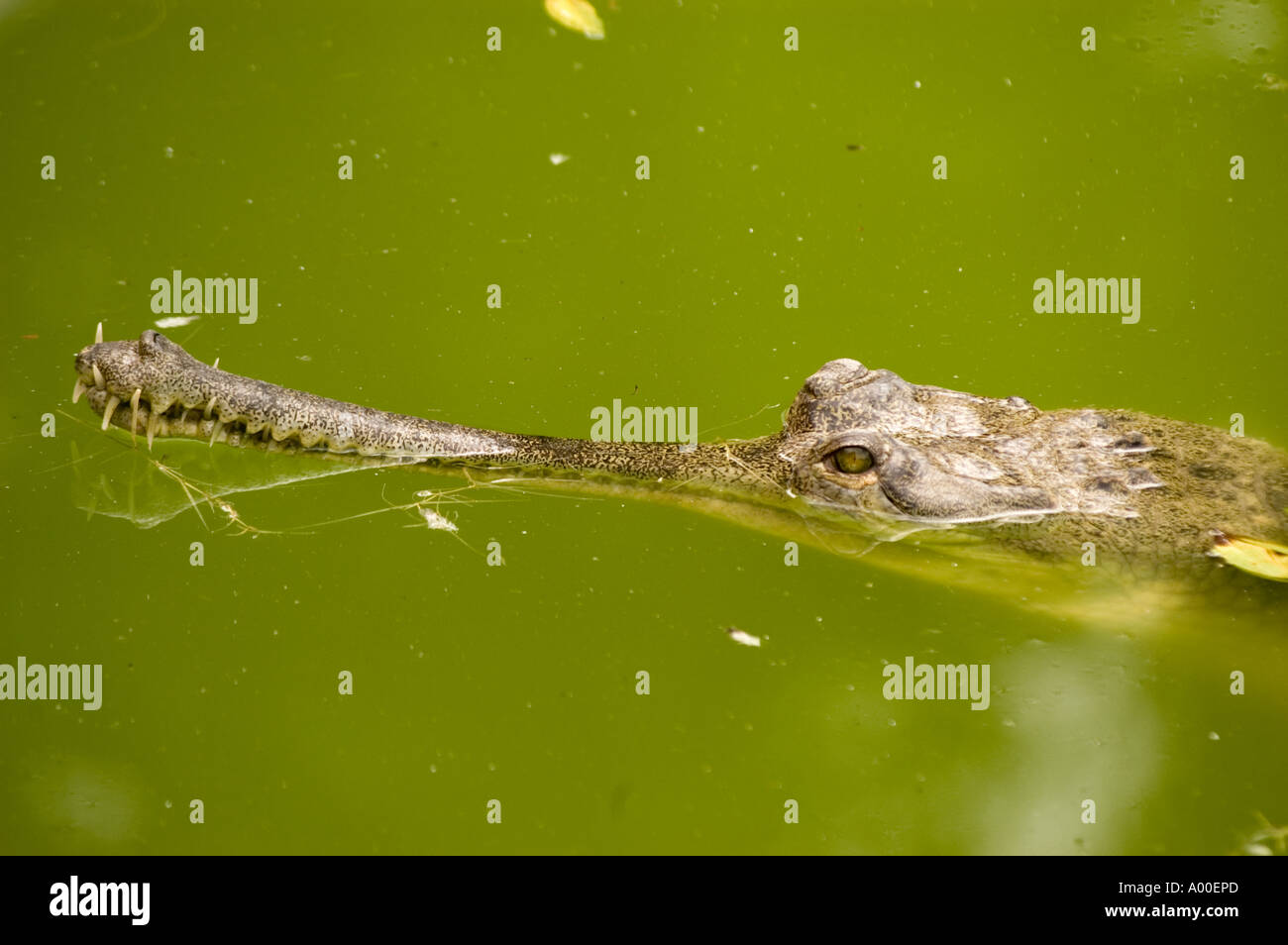 Close up of Gharial Gavial Indian Gharial Indian Gavial Gavialis ...