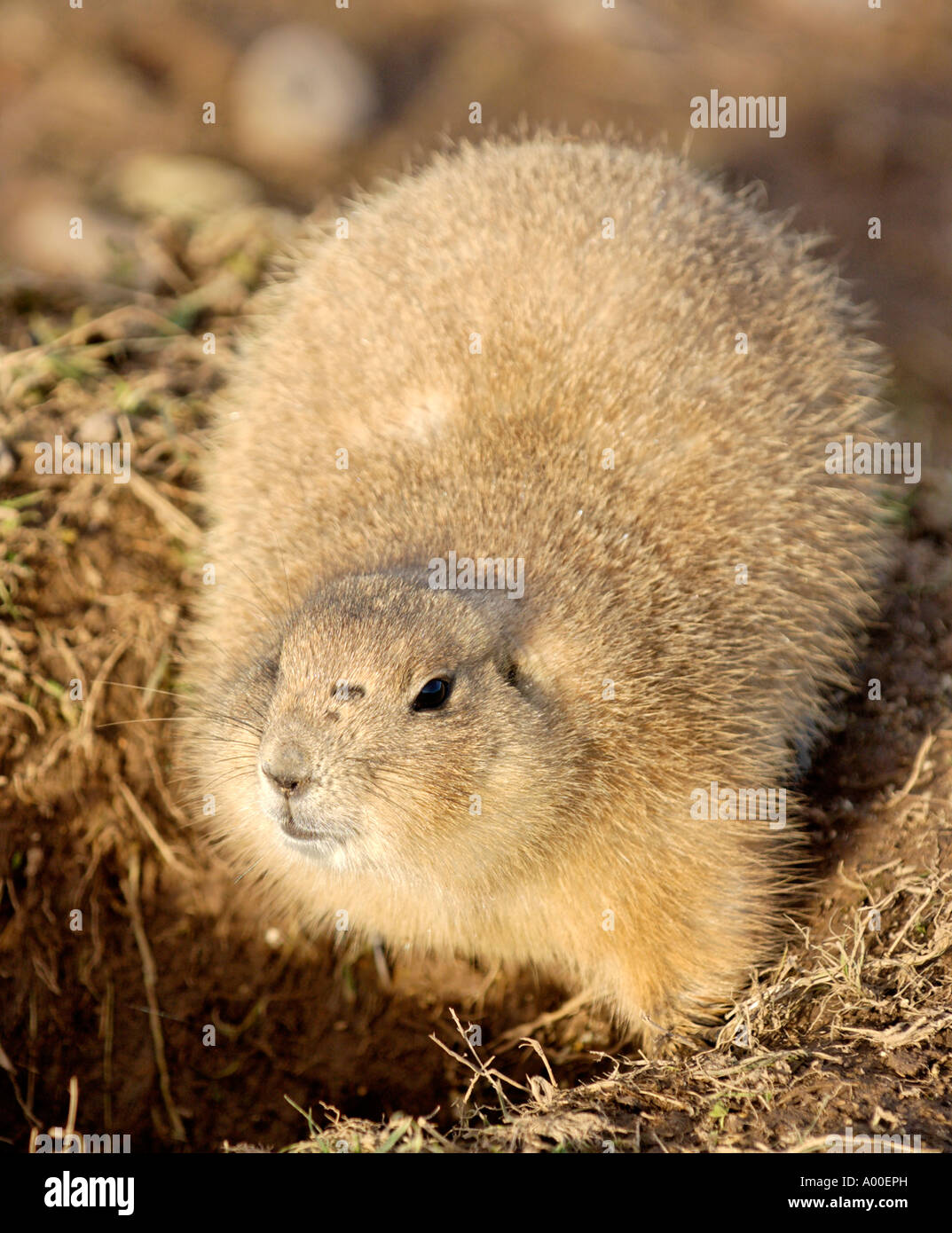 A Portrait Photograph of a Prairie Dog Stock Photo - Alamy