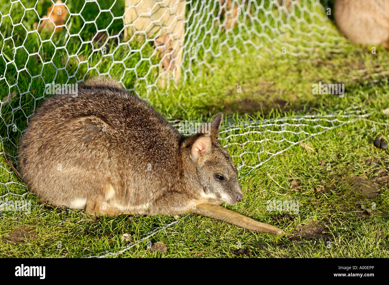 A Wallaby Resting and Lying on it's Tail in Landscape View Stock Photo ...