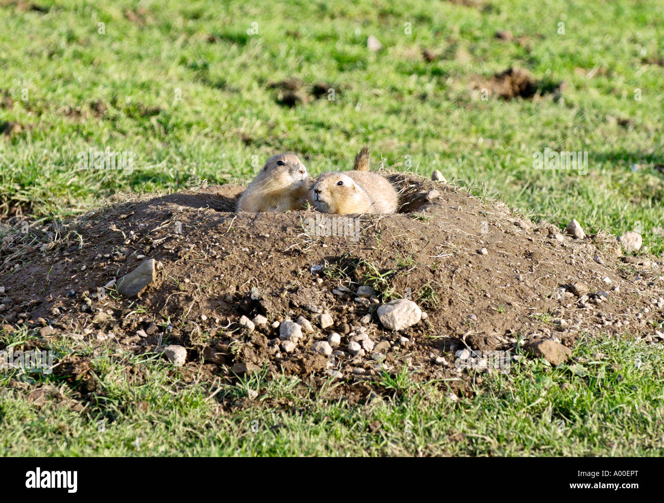Burrowing inside hi-res stock photography and images - Alamy