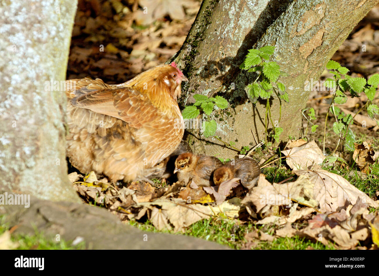 A Hen and Her Chicks Together Under a Tree Stock Photo - Alamy