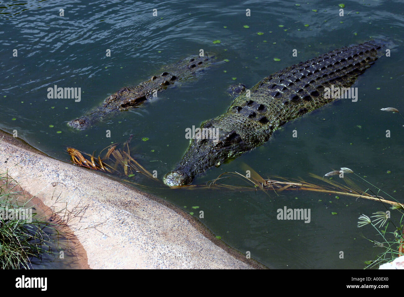 Two crocodiles hi-res stock photography and images - Alamy