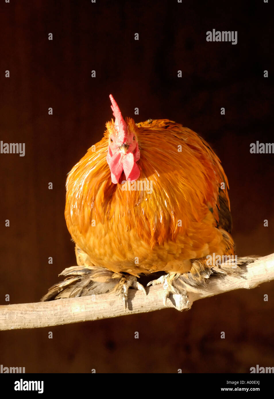 Poultry Livestock Photographed in Portrait View Stock Photo - Alamy