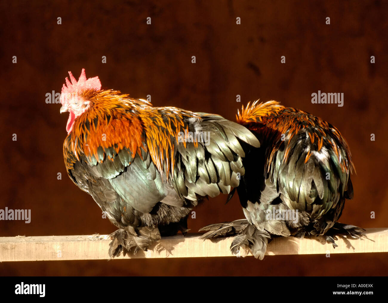 Two striking black chickens hi-res stock photography and images - Alamy