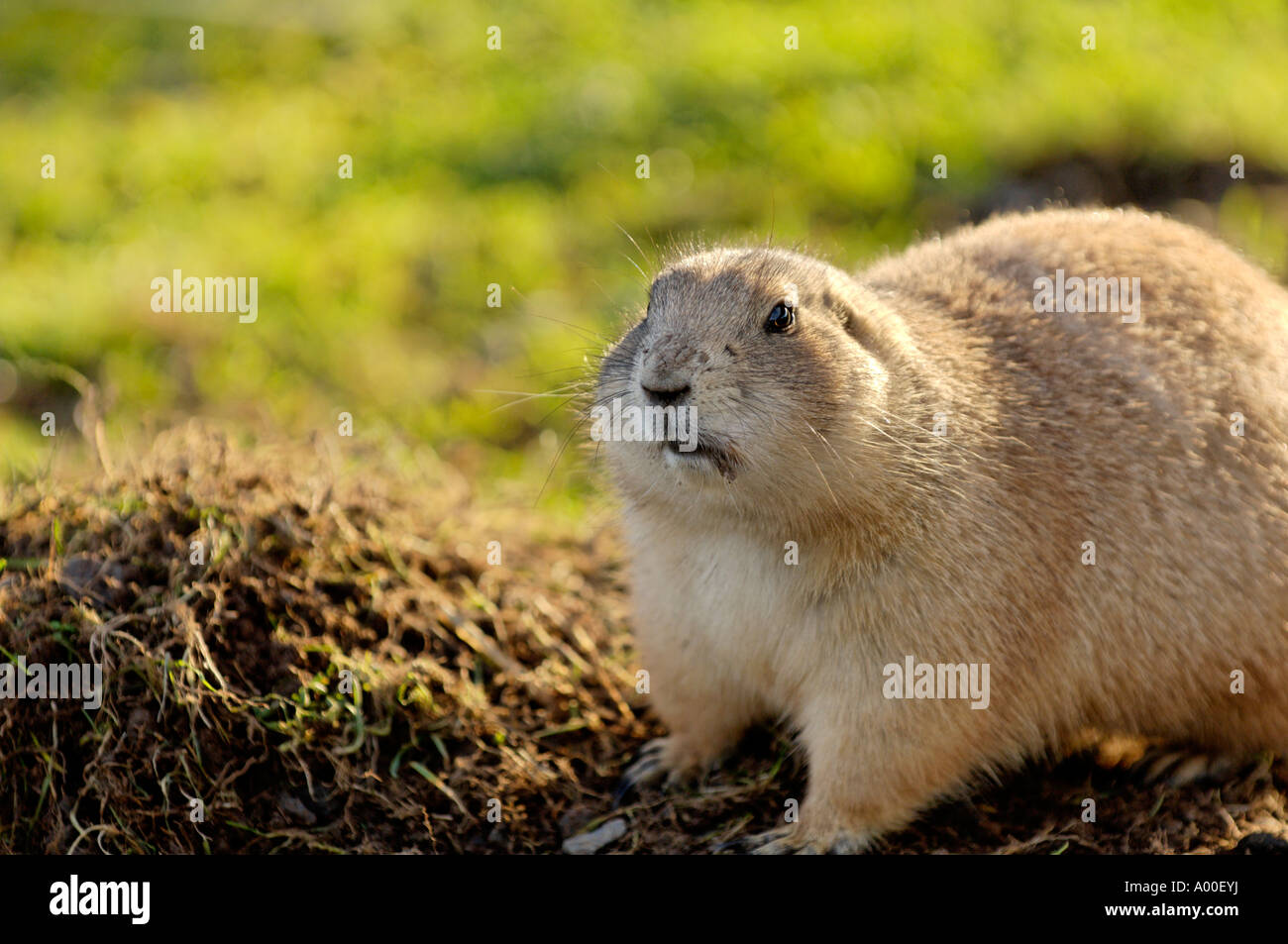 A Prairie Dog At Its Burrow Shown in Landscape View Stock Photo - Alamy