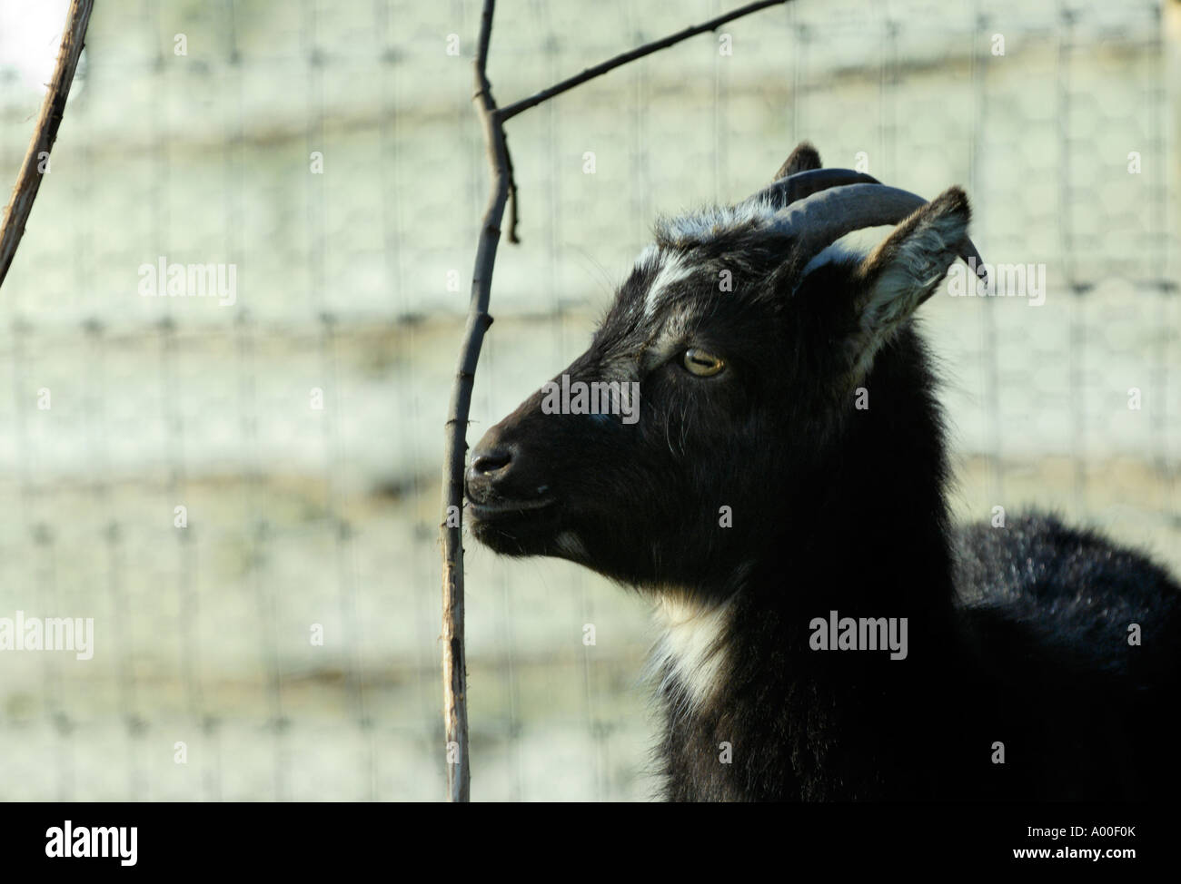 A Close Up Landscape Photograph of a Pygmy Goat Stock Photo - Alamy