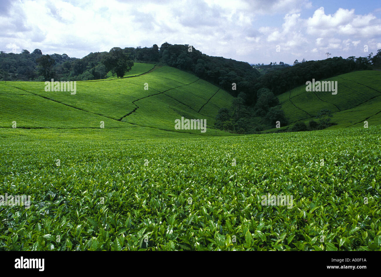 Tea plantation The Aberdares Kenya East Africa Stock Photo - Alamy