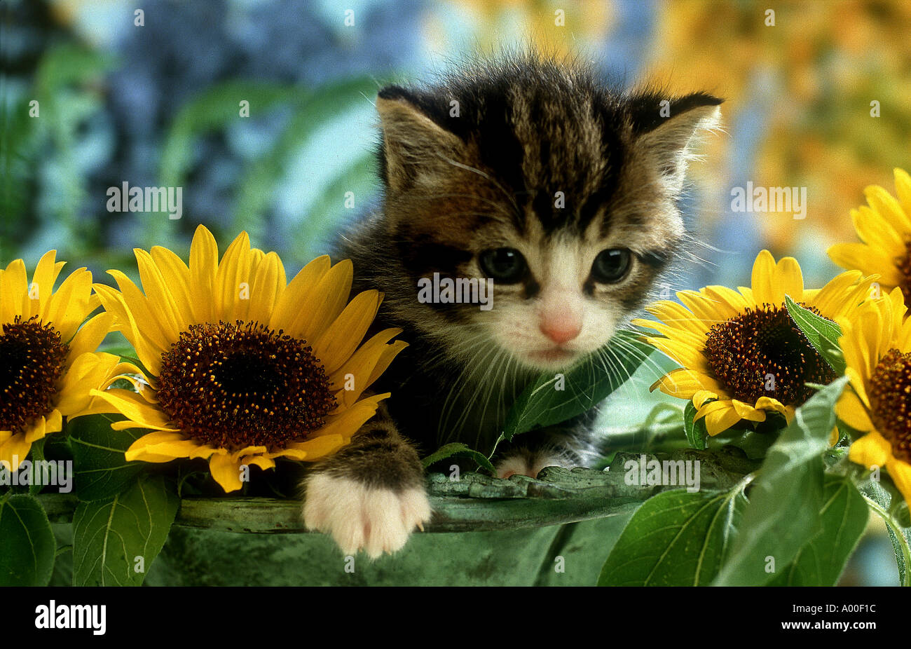 Cat sunflowers hi-res stock photography and images - Alamy