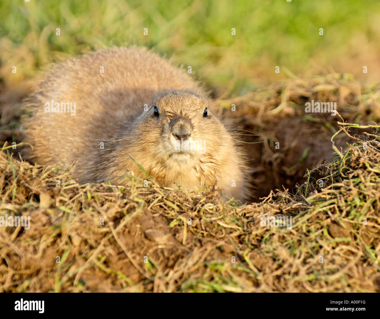 A Prairie Dog At the Safety of Its Burrow in Landscape View Stock Photo ...