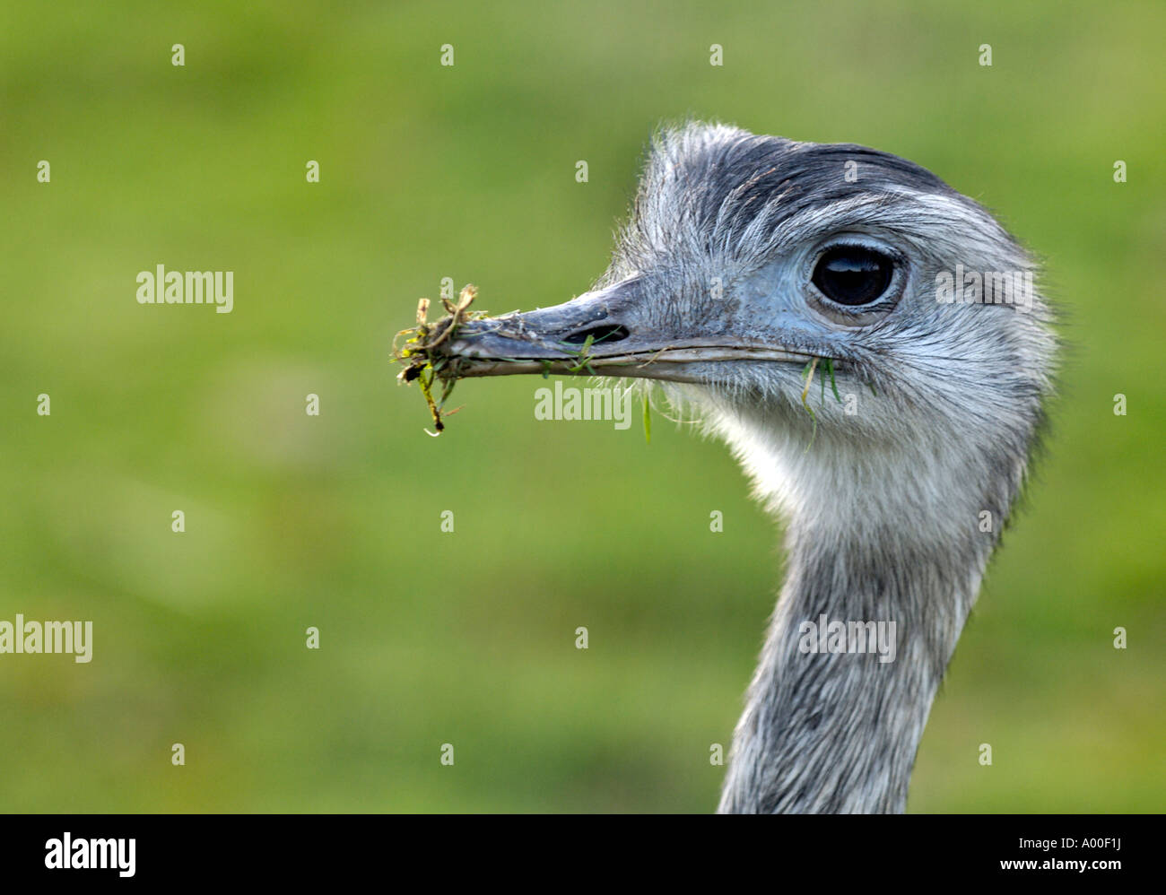 A Landscape Photograph of a Rhea Americana Ostrich Stock Photo - Alamy