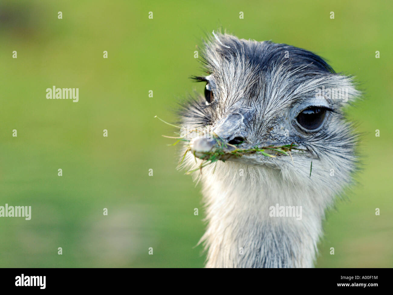 Ostrich eating close up hi-res stock photography and images - Alamy