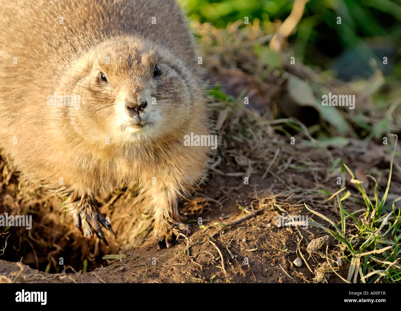 A Prairie Dog About to Enter Its Burrow Taken in Landscape View Stock ...