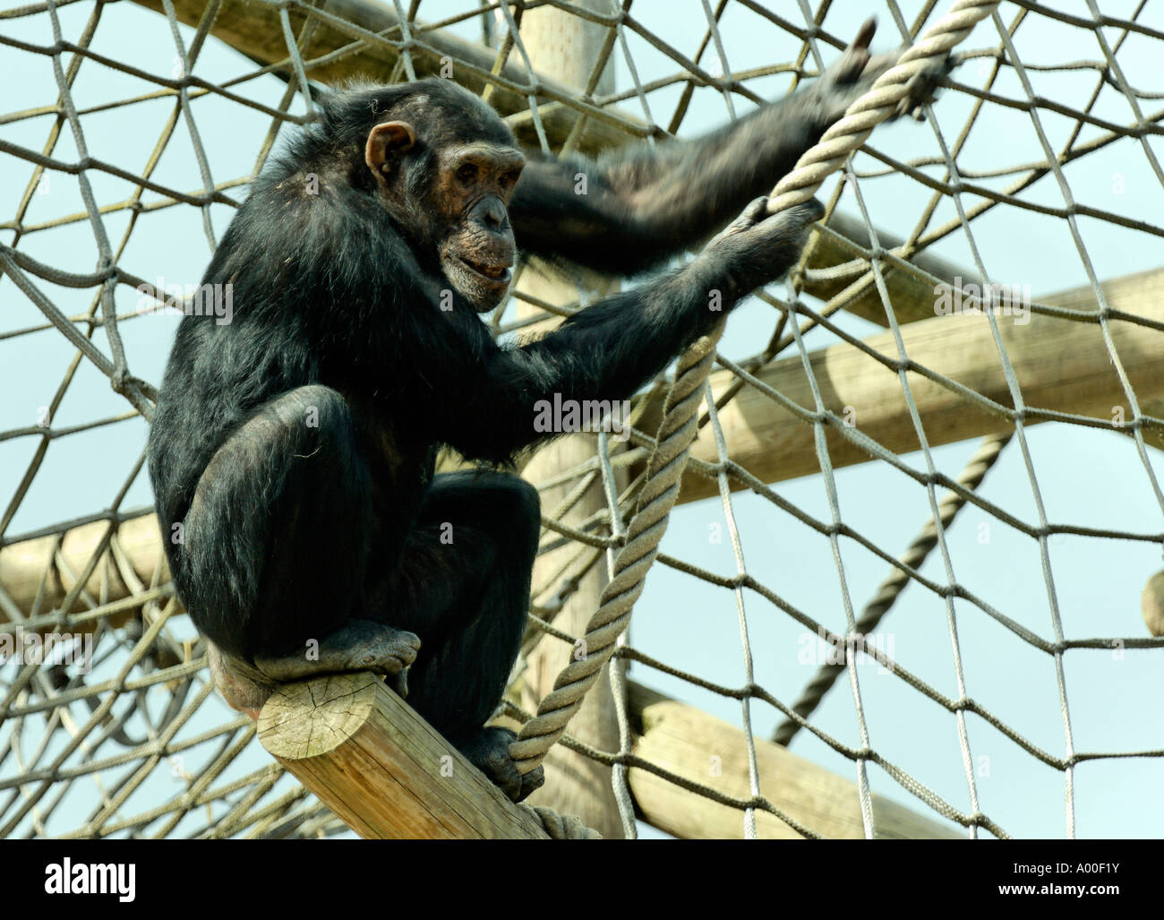 Chimpanzee swing hi-res stock photography and images - Alamy
