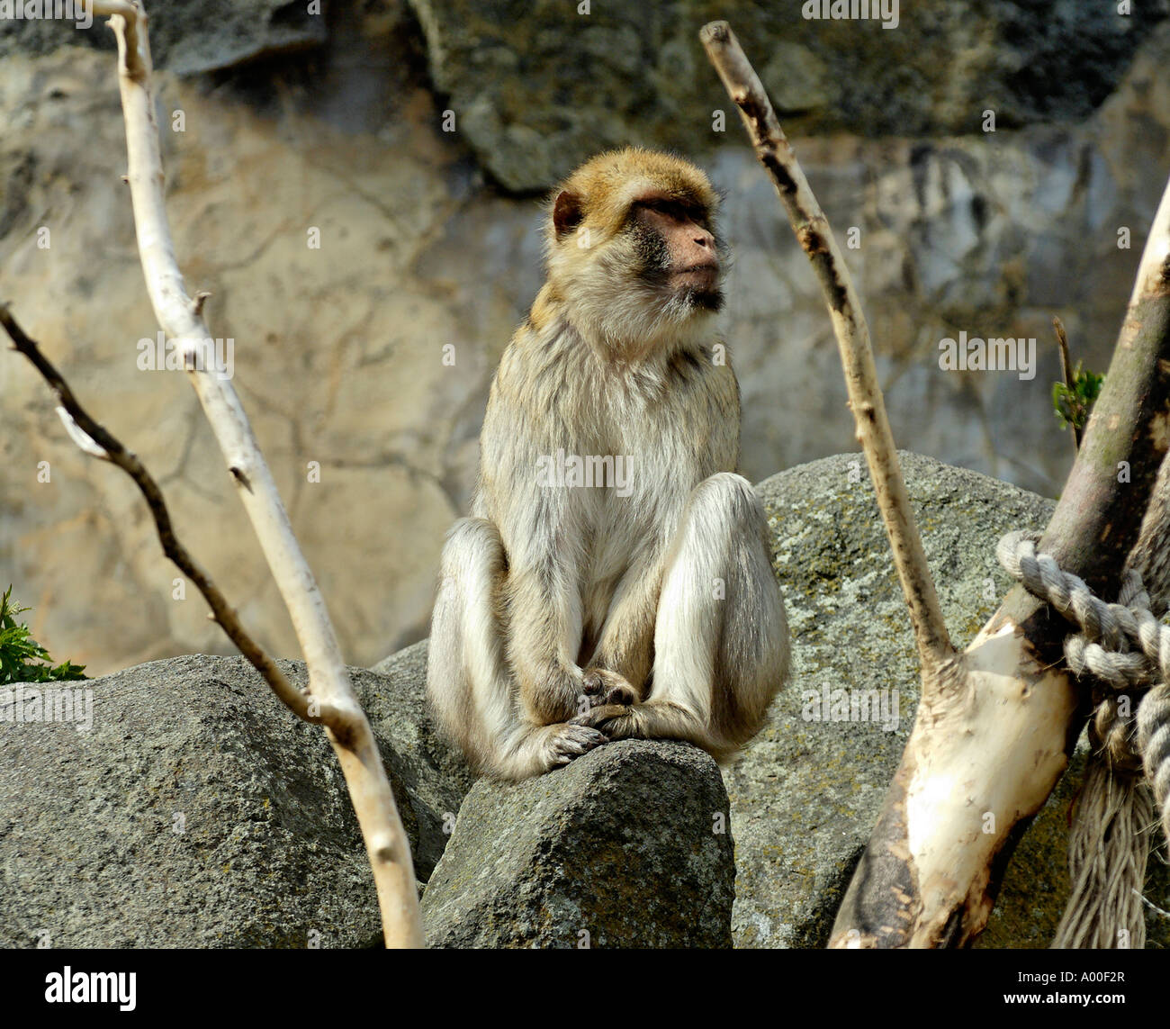 A Barbary Macaque Monkey Pictured at Edinburgh Zoo, Midlothian ...