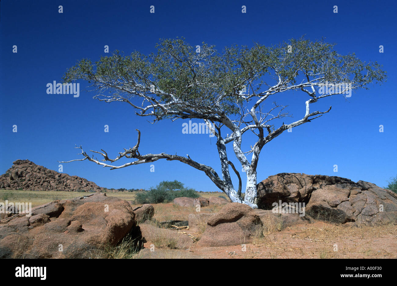 Desert tree and rocks Namibia 2000 Stock Photo - Alamy
