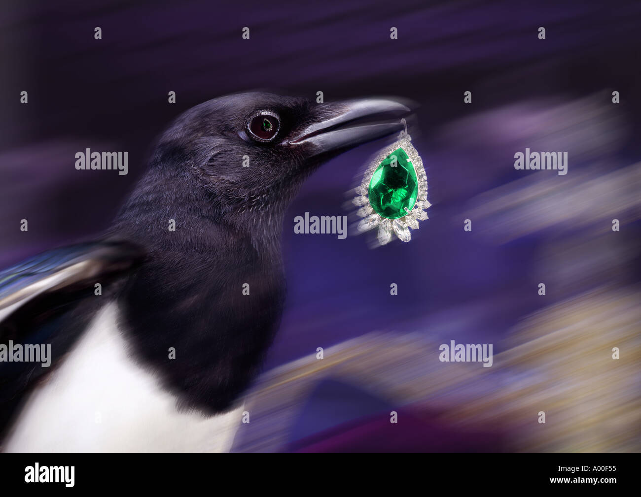 Thieving magpie hi-res stock photography and images - Alamy