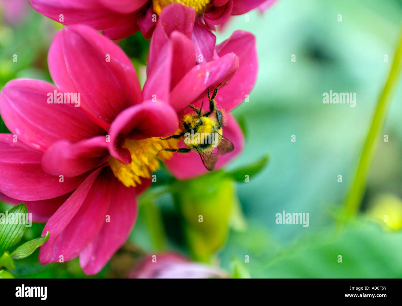 A Landscape Photograph of a Bee Gathering Pollen From a Red Dahlia ...