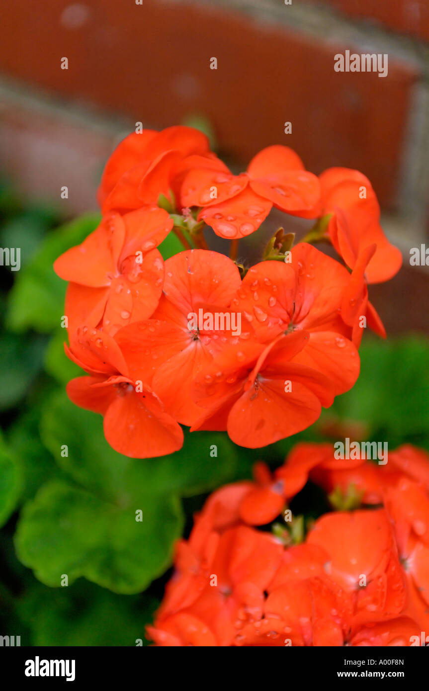 Red Geranium Flowers Photographed in Portrait View Stock Photo - Alamy