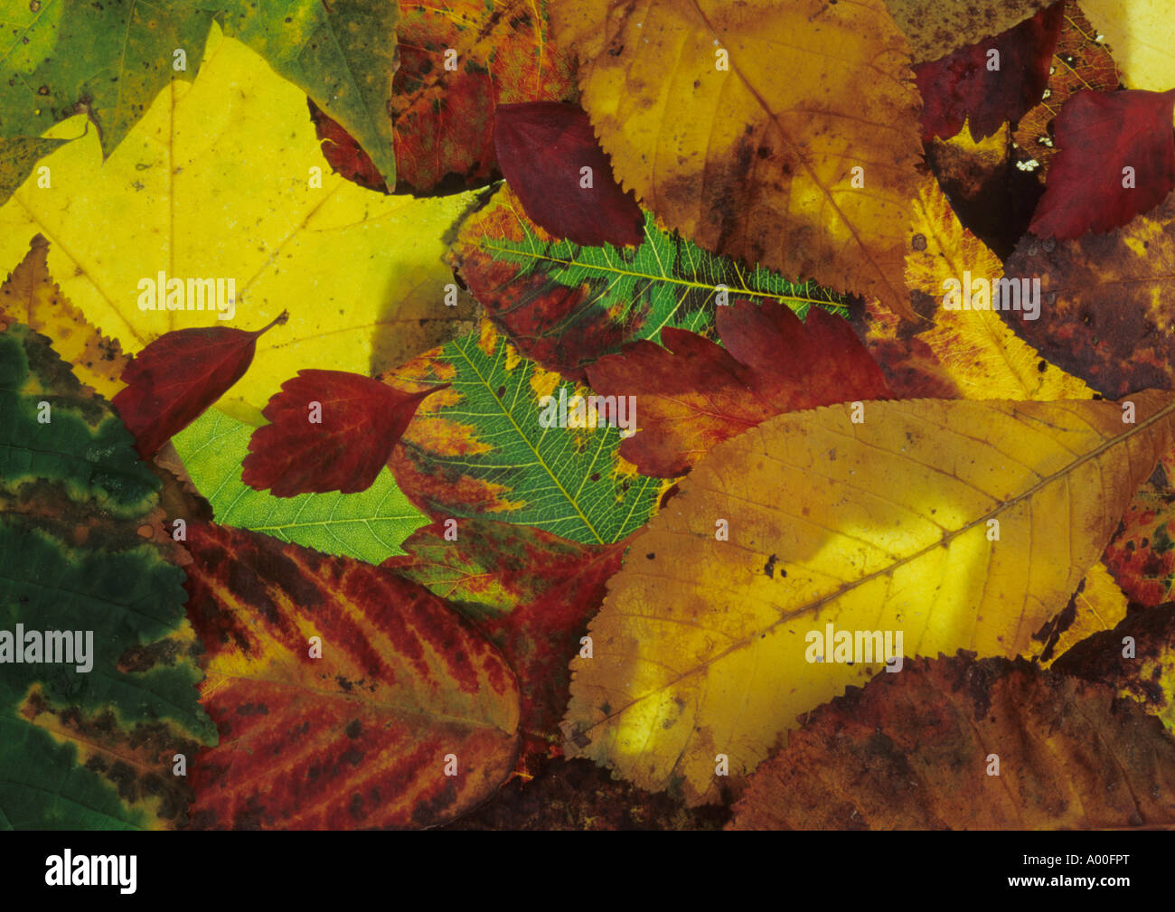 Autumn Leaves On Lightbox Stock Photo - Alamy