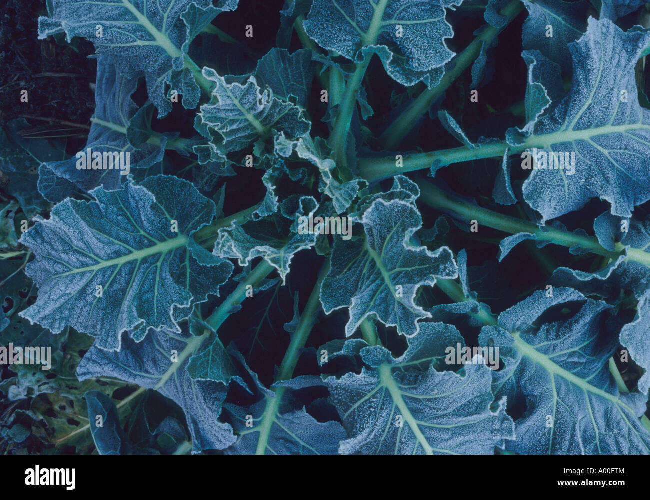 Frost On Cabbage in the uk Stock Photo - Alamy