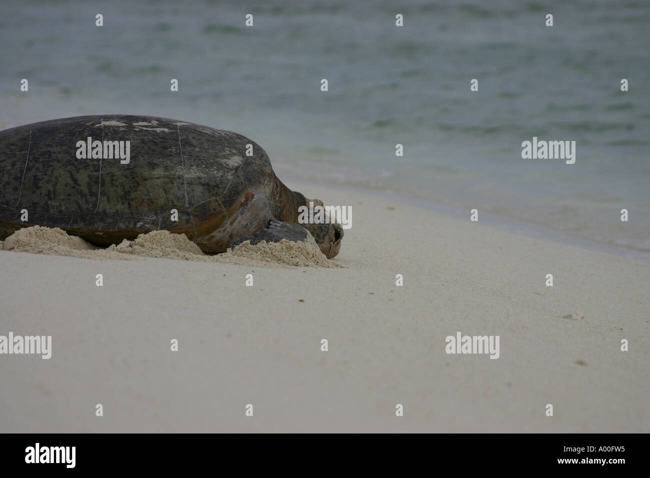 Heron island australia turtle hi-res stock photography and images - Alamy