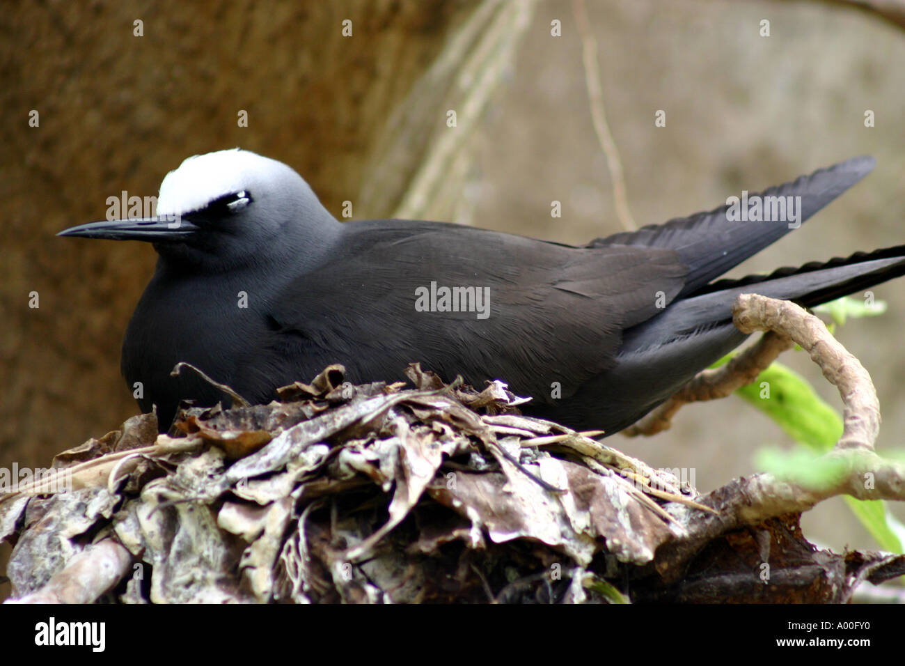 Black noddy tern australia hi-res stock photography and images - Alamy