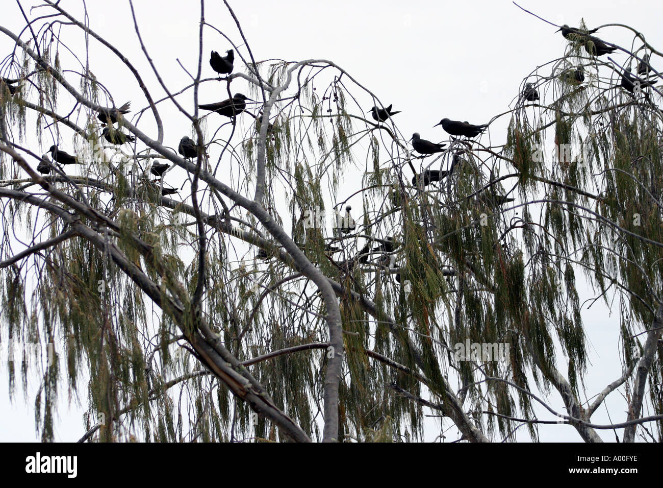 Black noddy tern australia hi-res stock photography and images - Alamy