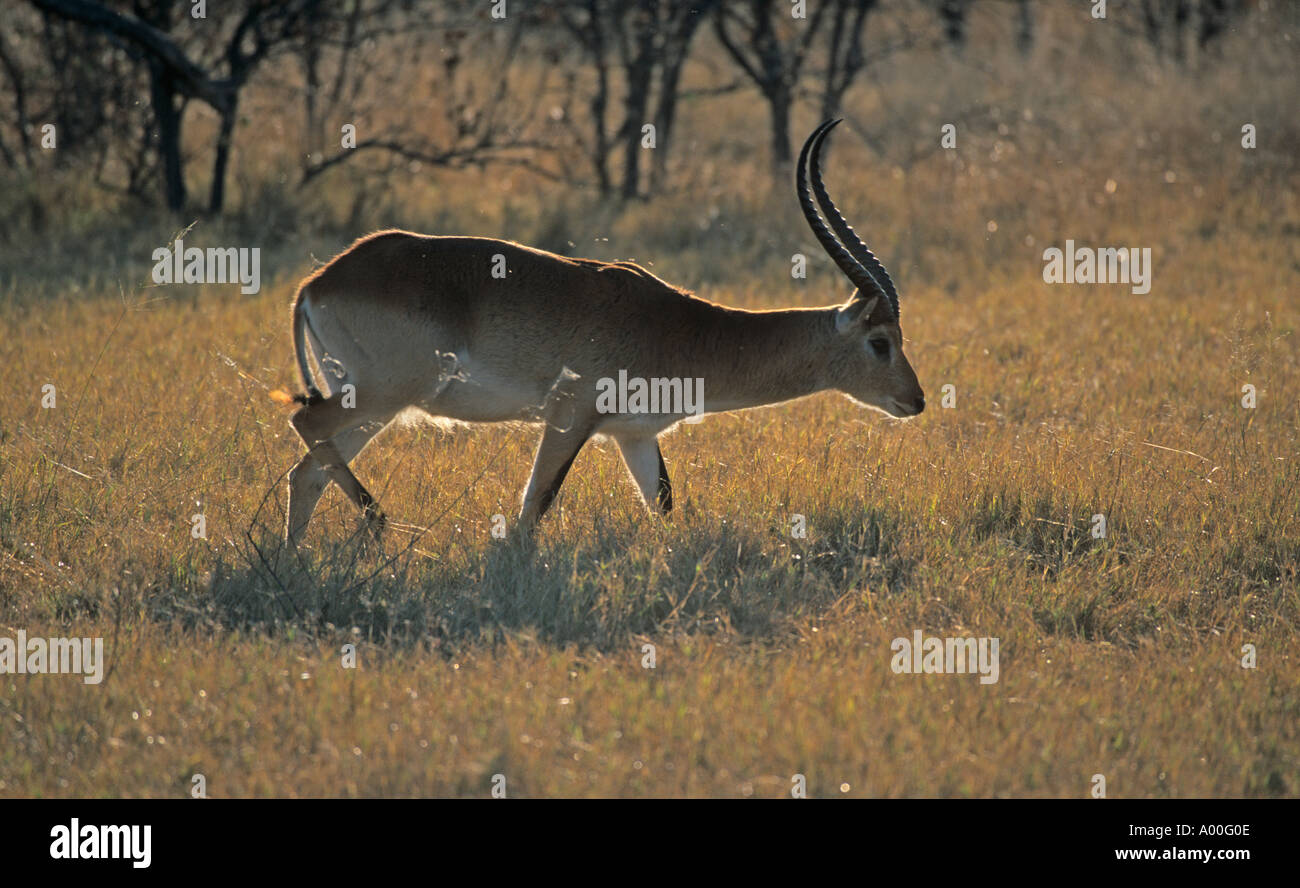 Lechwe, Red Lechwe, or Southern Lechwe Kobus leche Stock Photo - Alamy