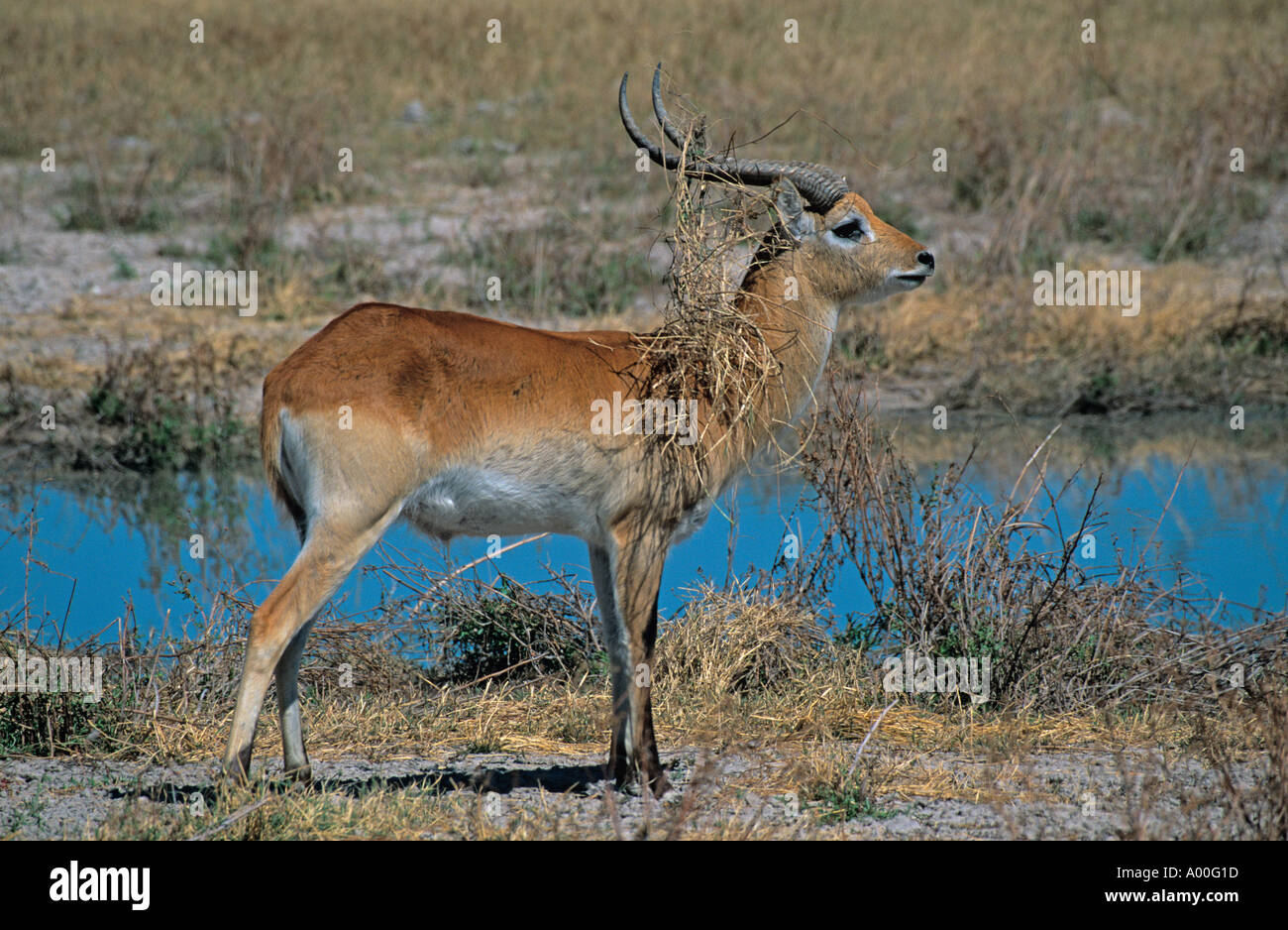Common red lechwe hi-res stock photography and images - Alamy