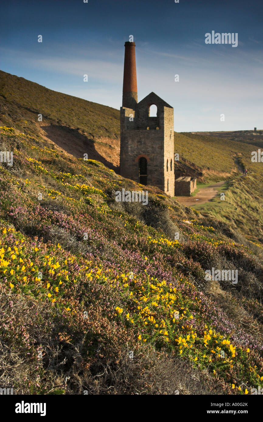 Engine House at Wheal Coates Cornwall UK with flowering Gorse in the ...