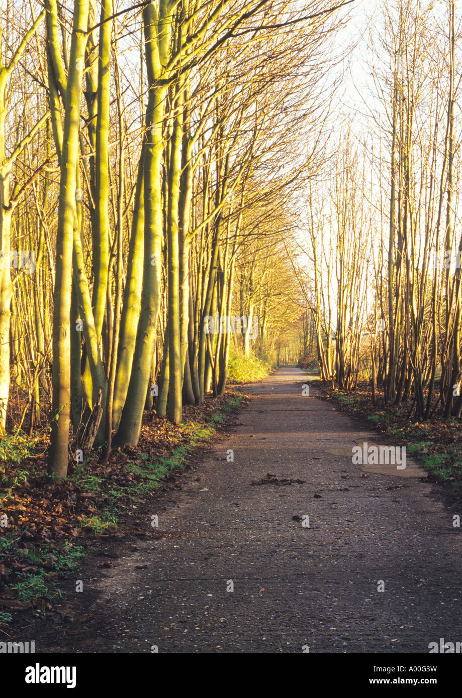 Pathway Through Trees At Centerparcs in the uk Stock Photo - Alamy