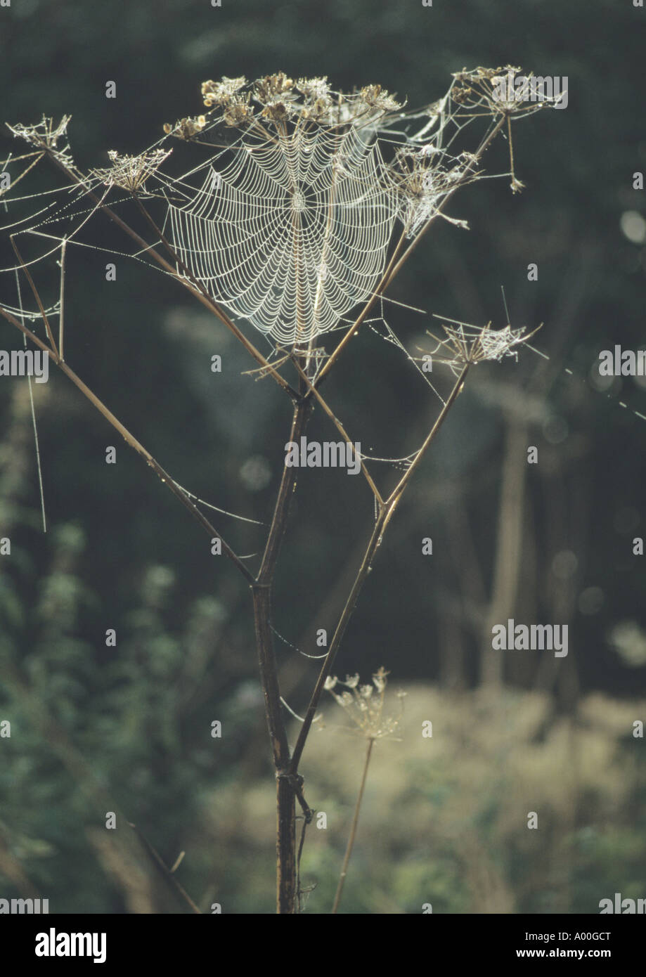Cobweb hi-res stock photography and images - Alamy