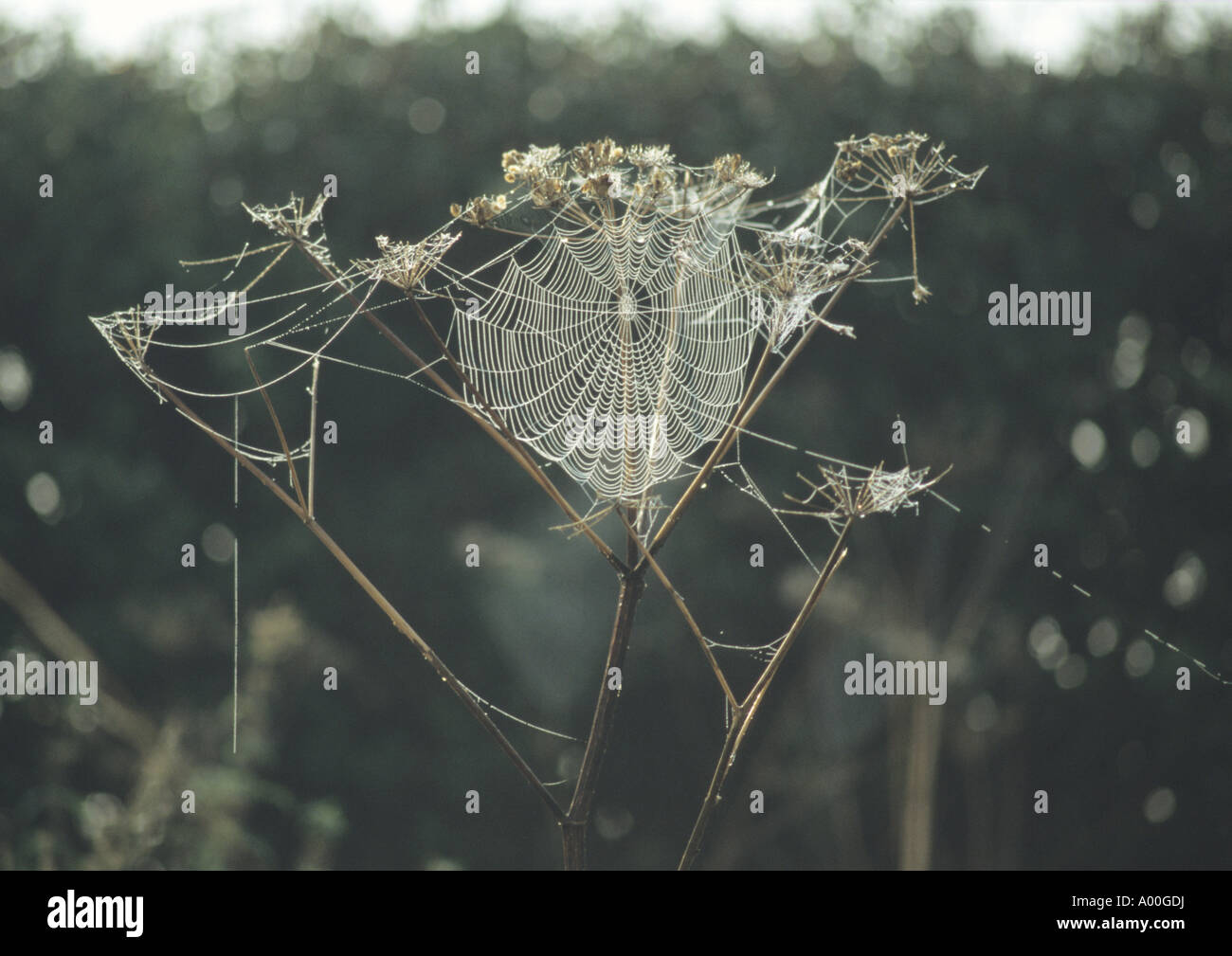 Cobwebbs hi-res stock photography and images - Alamy