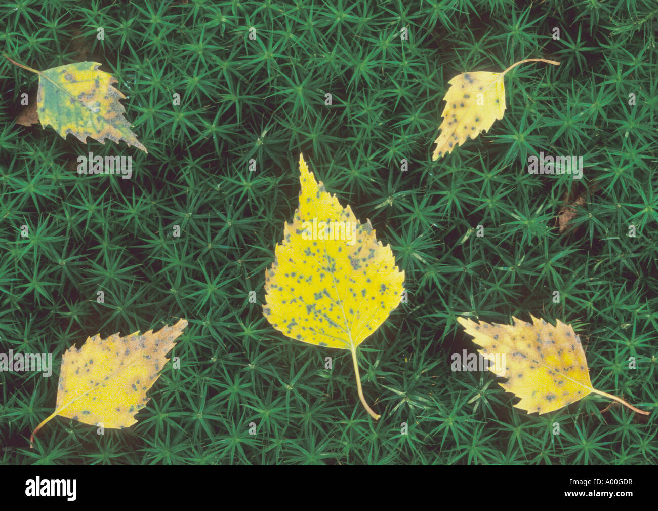 Assorted fallen leaves hi-res stock photography and images - Alamy