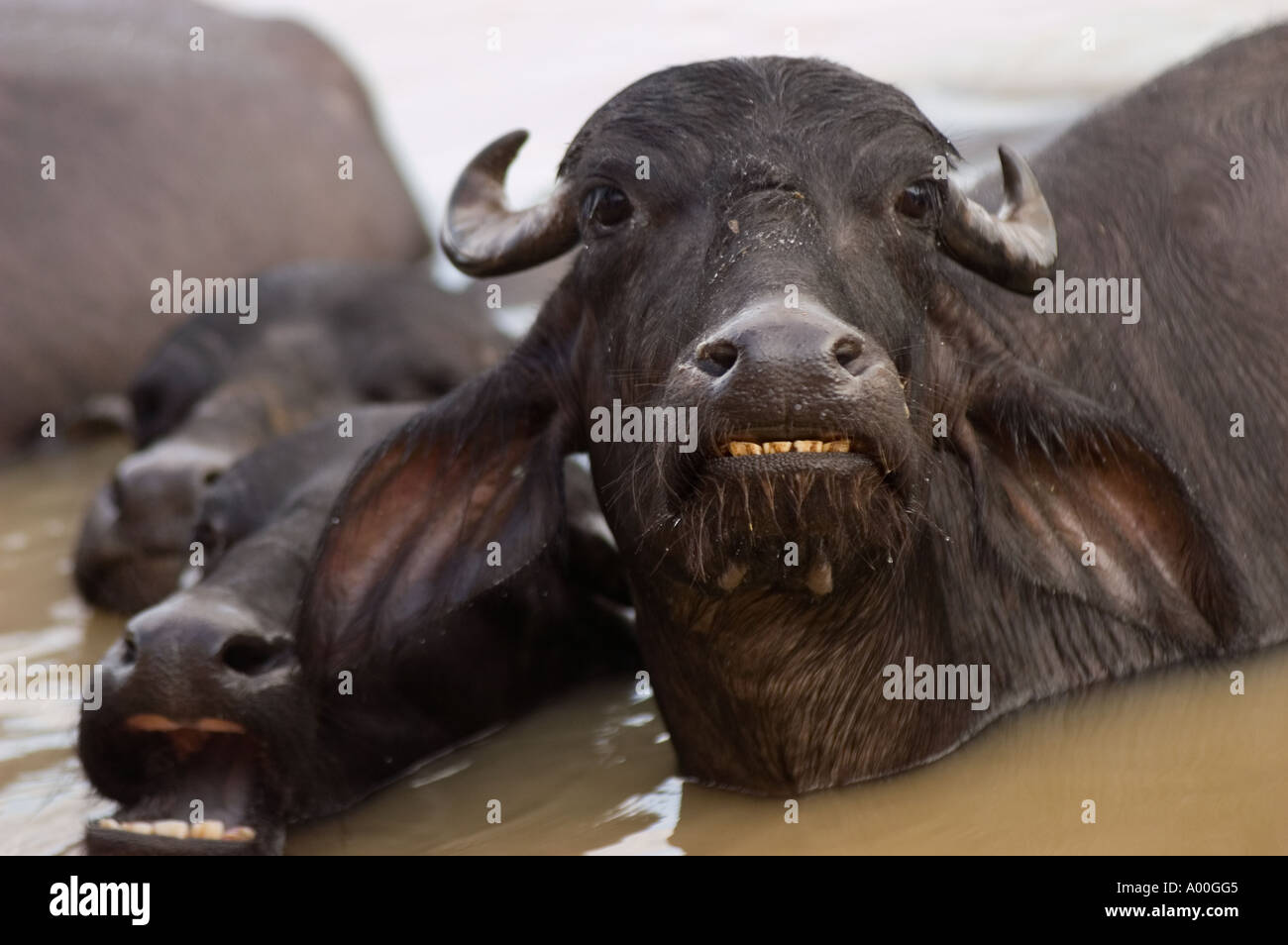Buffalo in river varanasi india hi-res stock photography and images - Alamy